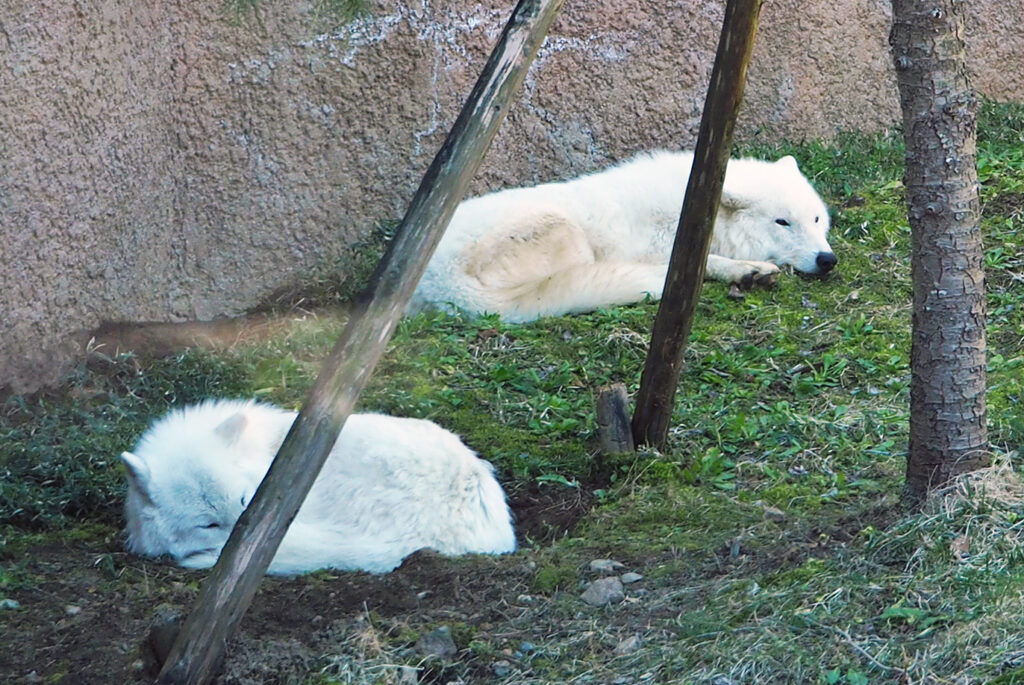パフォーマンスやえさやり体験が充実！「那須どうぶつ王国」 | PANDA Chronicle