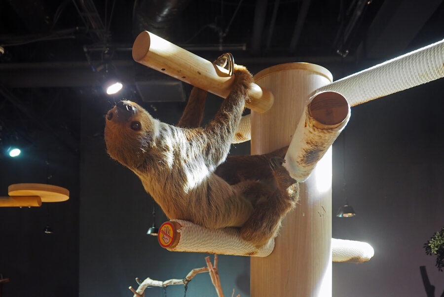 最新技術とゼロ距離で感動体験！「DMMかりゆし水族館」 | PANDA Chronicle